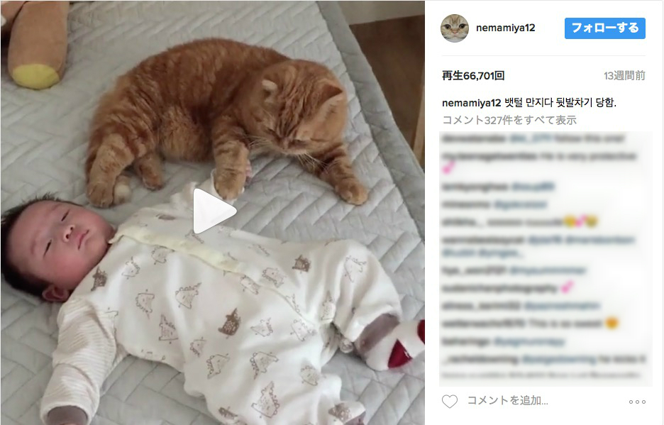 堂本兄弟に出演していた「HALCALI」YUCALIさんの料理がめちゃんこ美味しそうっ！ 高橋愛さんも堪能する「#cali飯」はマネしたくなる ...