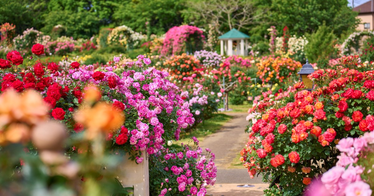 バラ好きさんは千葉県「京成バラ園」に行こう🌹初お披露目のバラやハロウィンイベントも開催されるよ〜！ | Pouch[ポーチ]