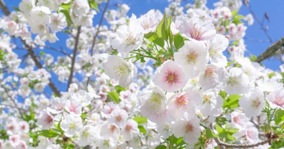 【さくら開花予想】 2025年の開花は早い？遅い？ ウェザーマップが最新情報を公開したよ〜！ | Pouch[ポーチ]